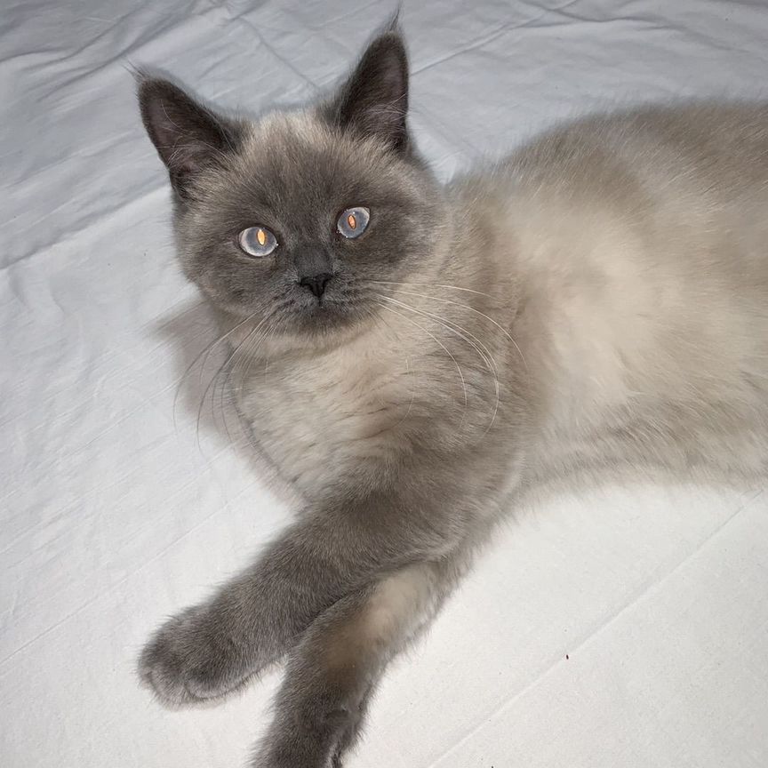 Кошка шотланская блю