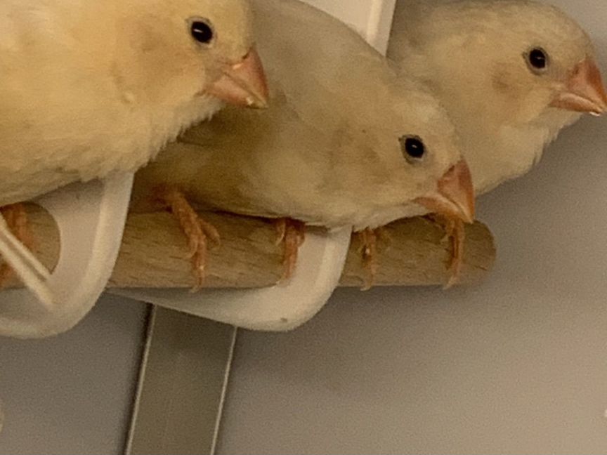 Зебровые амадины