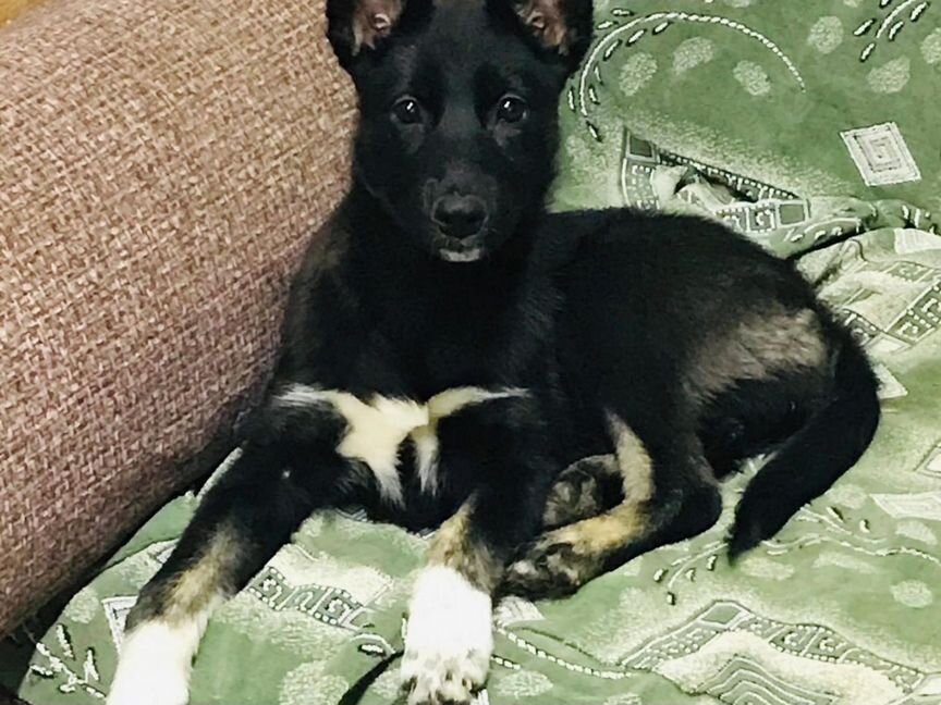 Щенок 4 месяца стерилизованная девочка