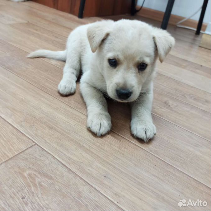 Белый пацан в добрые руки