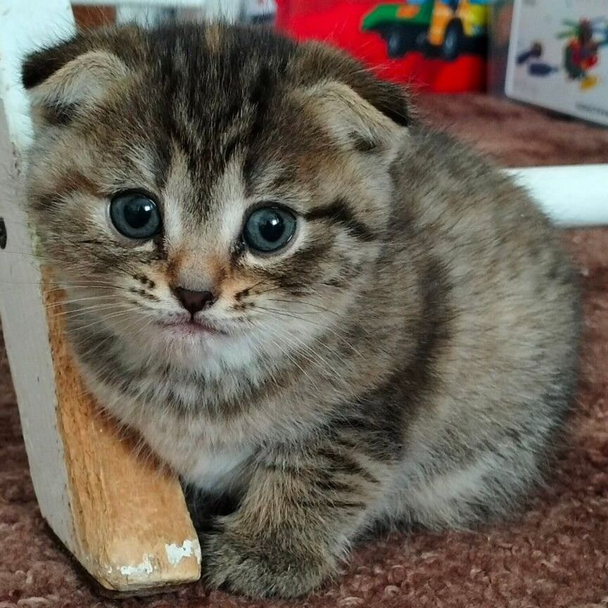 Шотландский вислоухий короткошёрстный котёнок