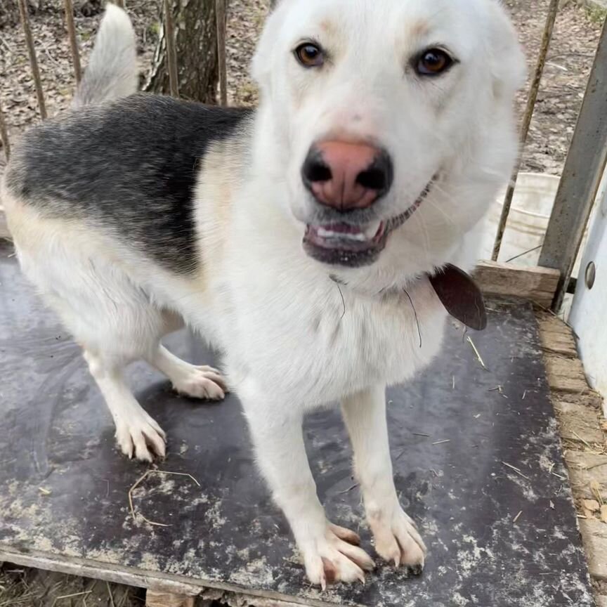 Собака шлейка намордник