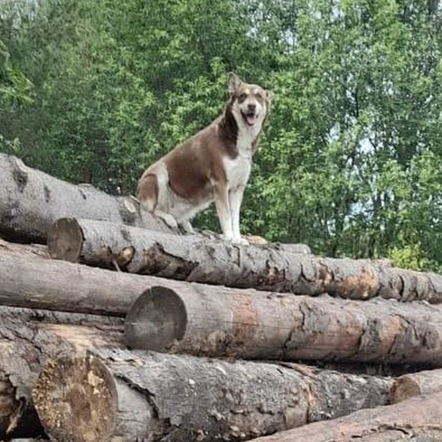 Лопарская оленегонная