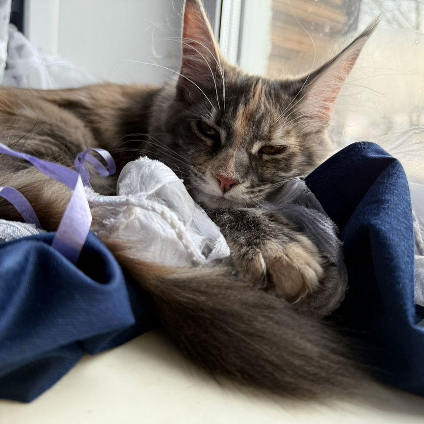 Мейн-кун котёнок