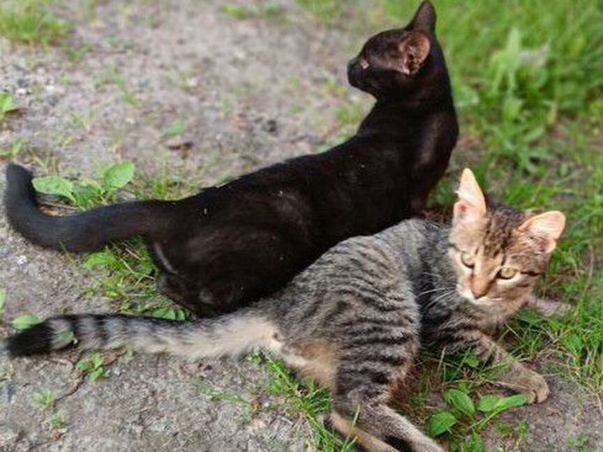 Котята бесплатно в дар в добрые руки