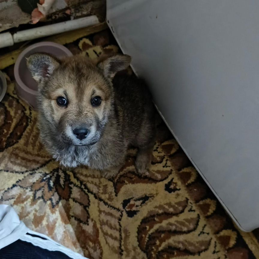 Собака в добрые руки отдам бесплатно