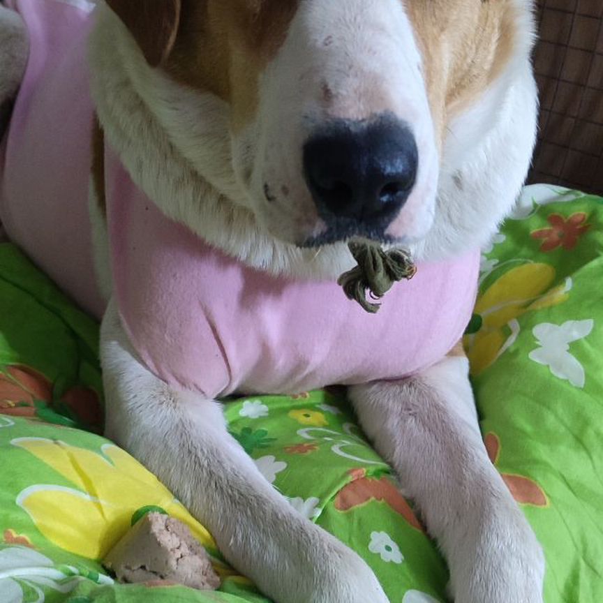 Собака в добрые руки отдам бесплатно