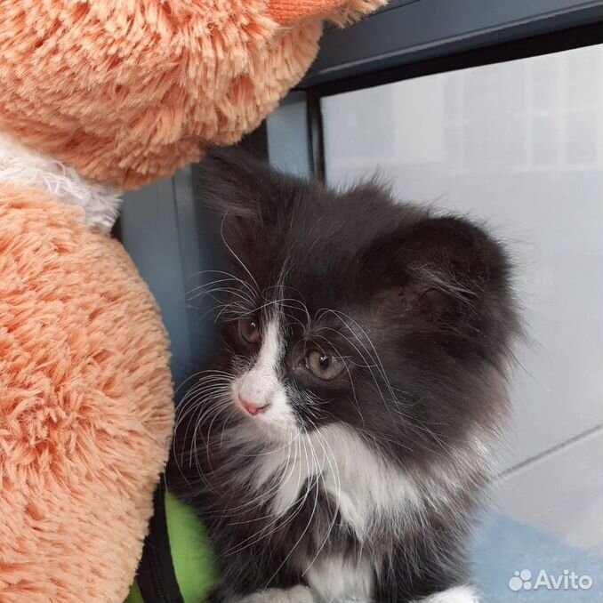 Пуговка в добрые руки