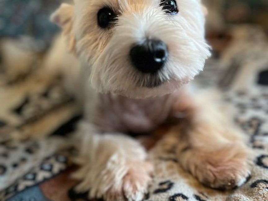 Вест хайленд вайт терьер в добрые руки