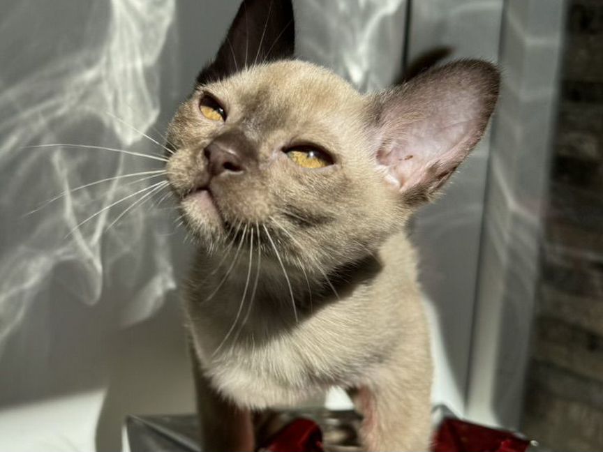Бурманский котенок мальчик