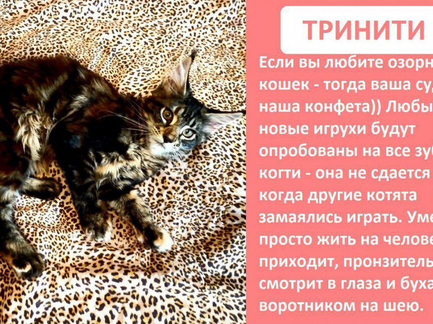 Котята мейн-кун из клубного питомника