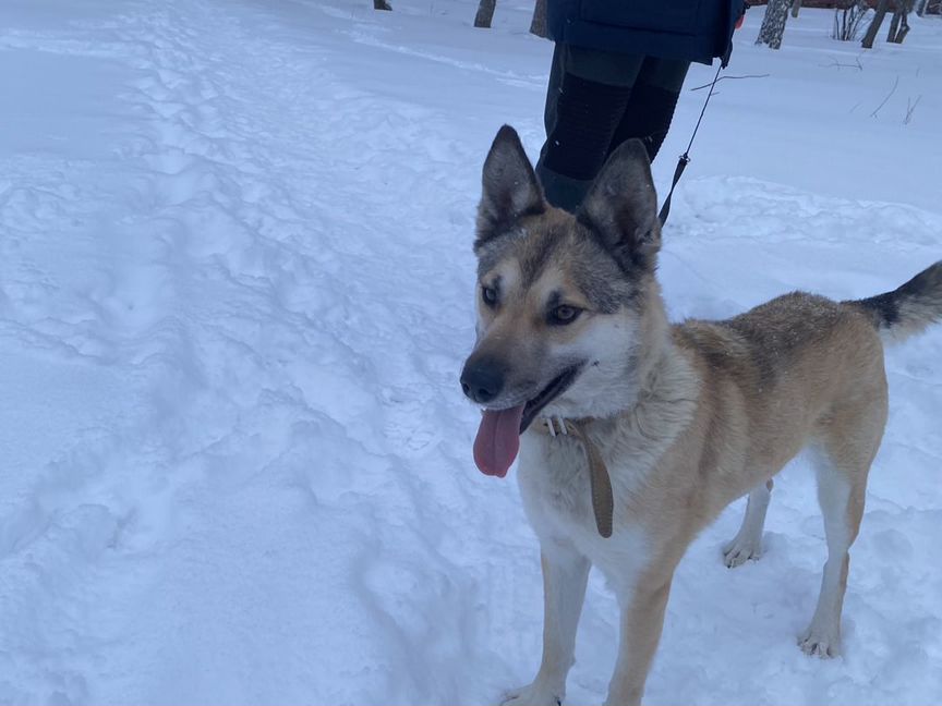 Найдена собака,ищем старых или новых хозяев