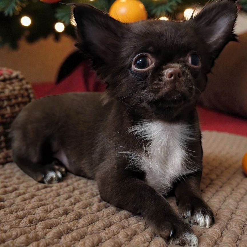 Чихуахуа, щенок