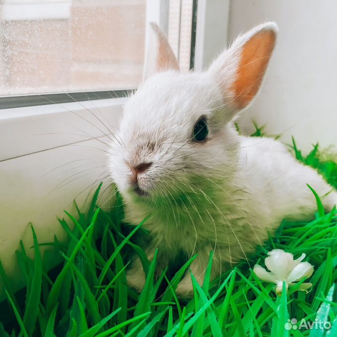 Карликовый кролик - супер мини