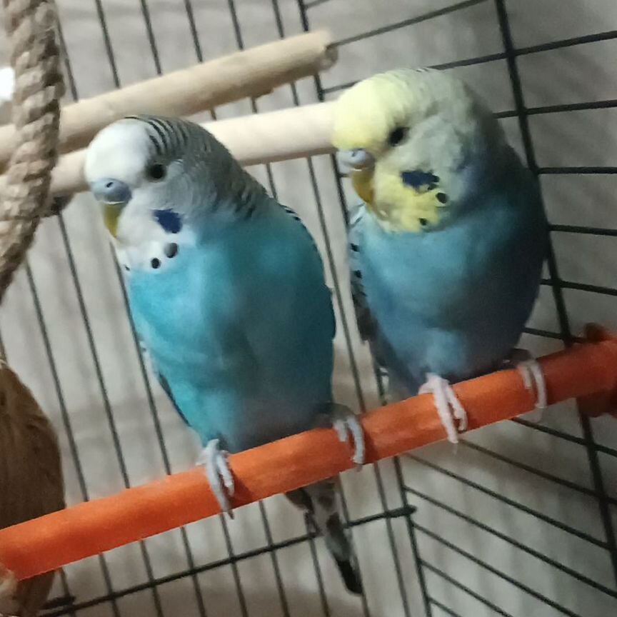 Волнистый попугай с клеткой