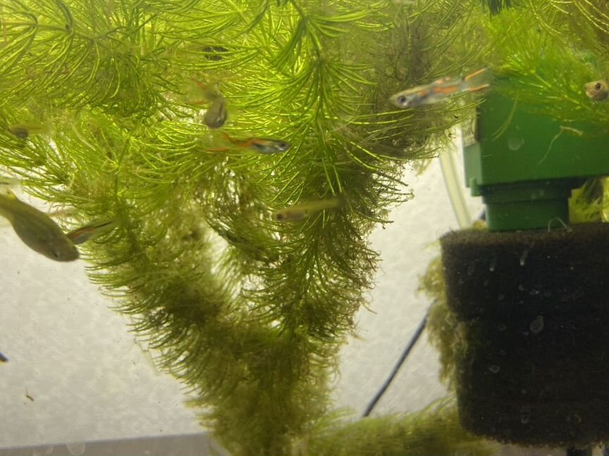 Гуппи эндлера