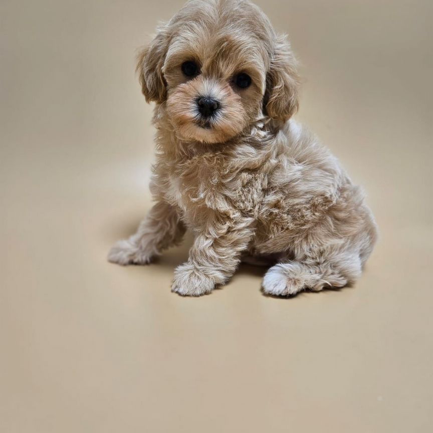 Мальтипу девочка стандарт