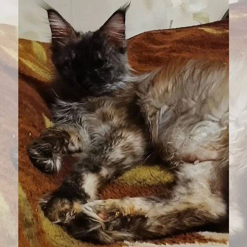 Мейн-кун, взрослый кот