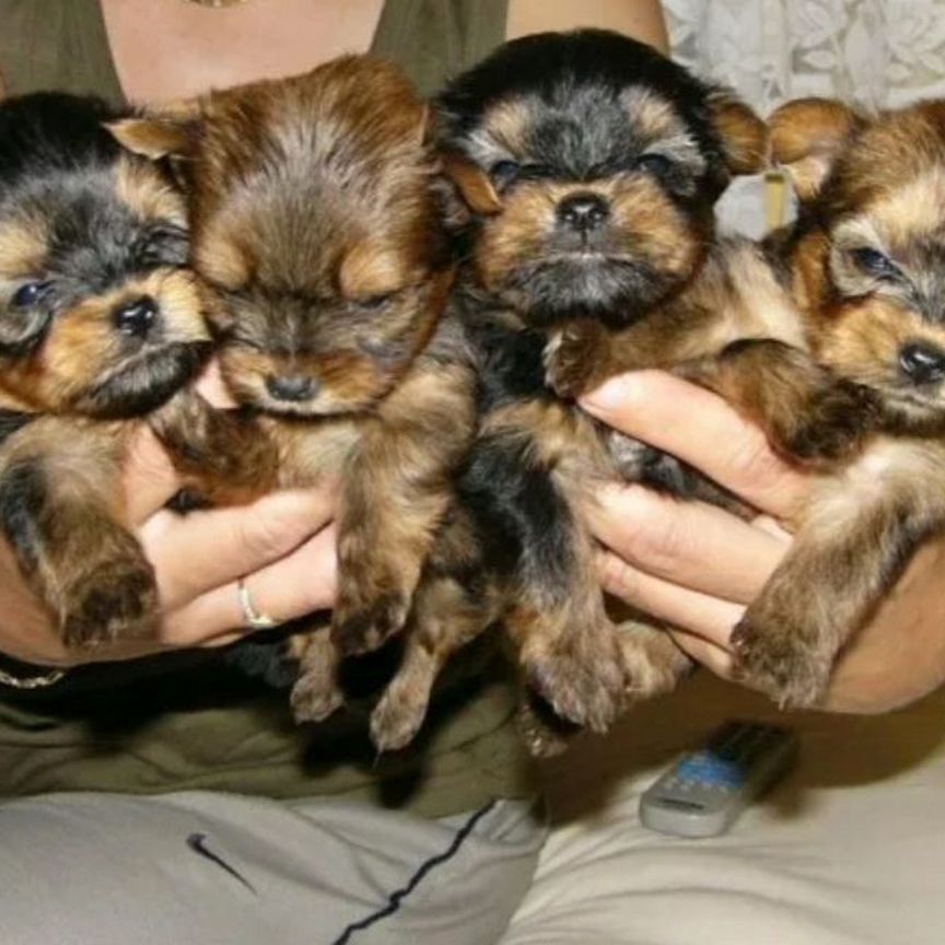 Йоркширский терьер мини