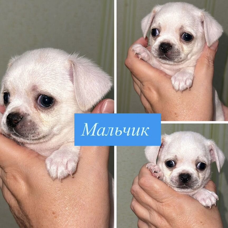 Чихуахуа, щенок