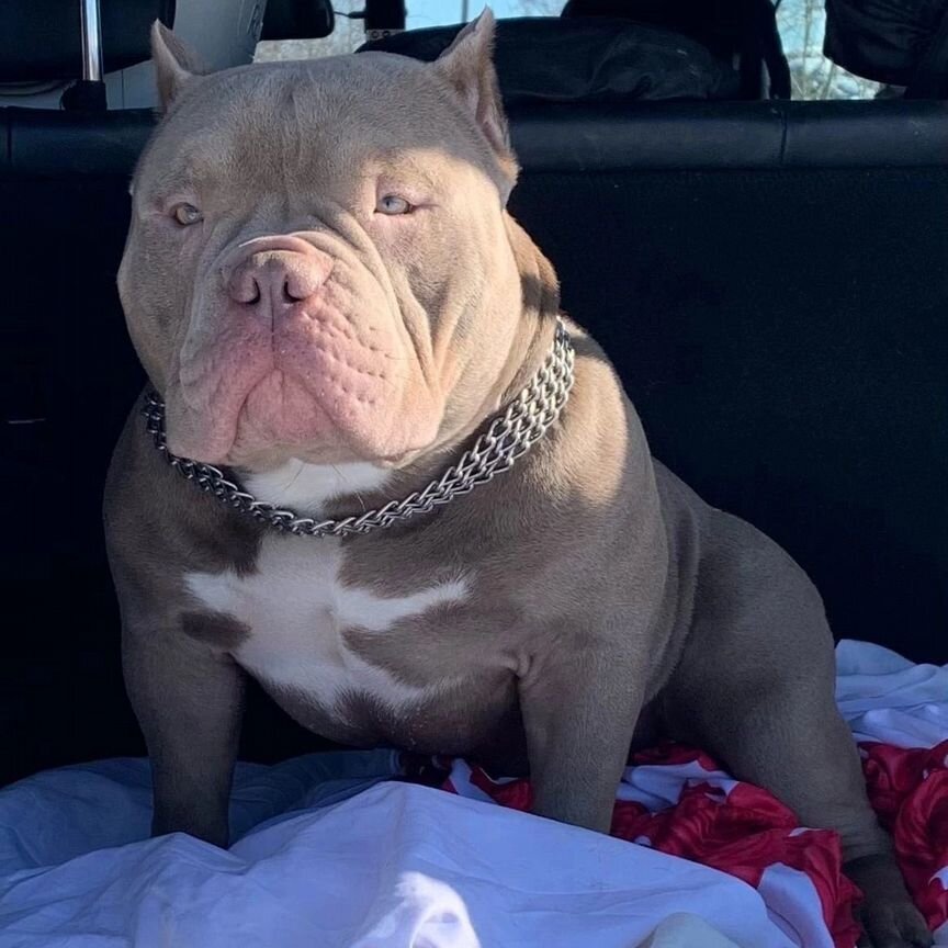 Американский булли покет вязка