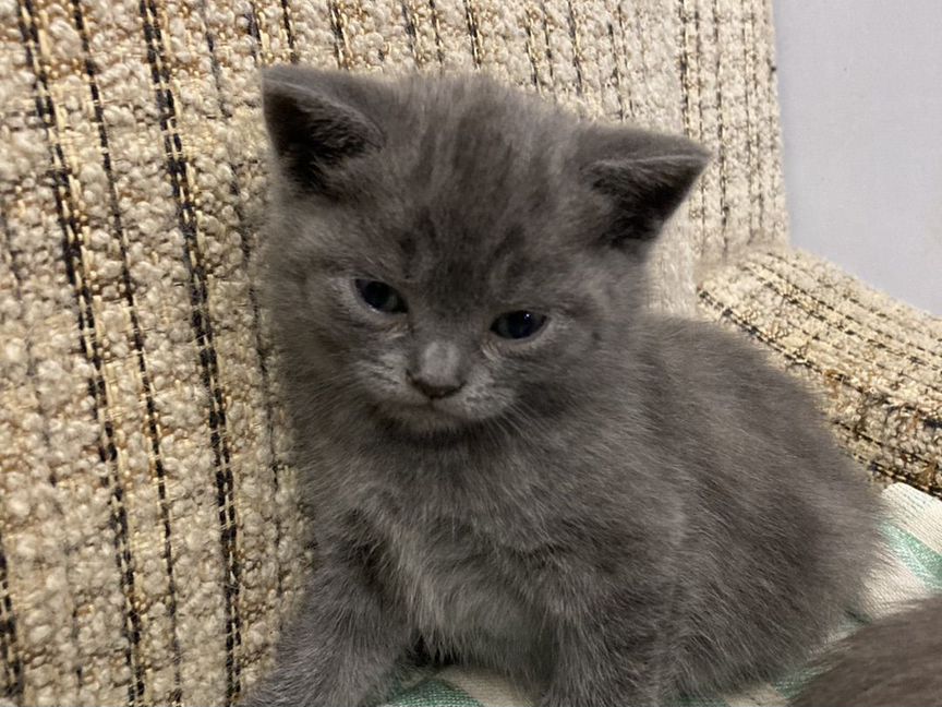 Британские котята