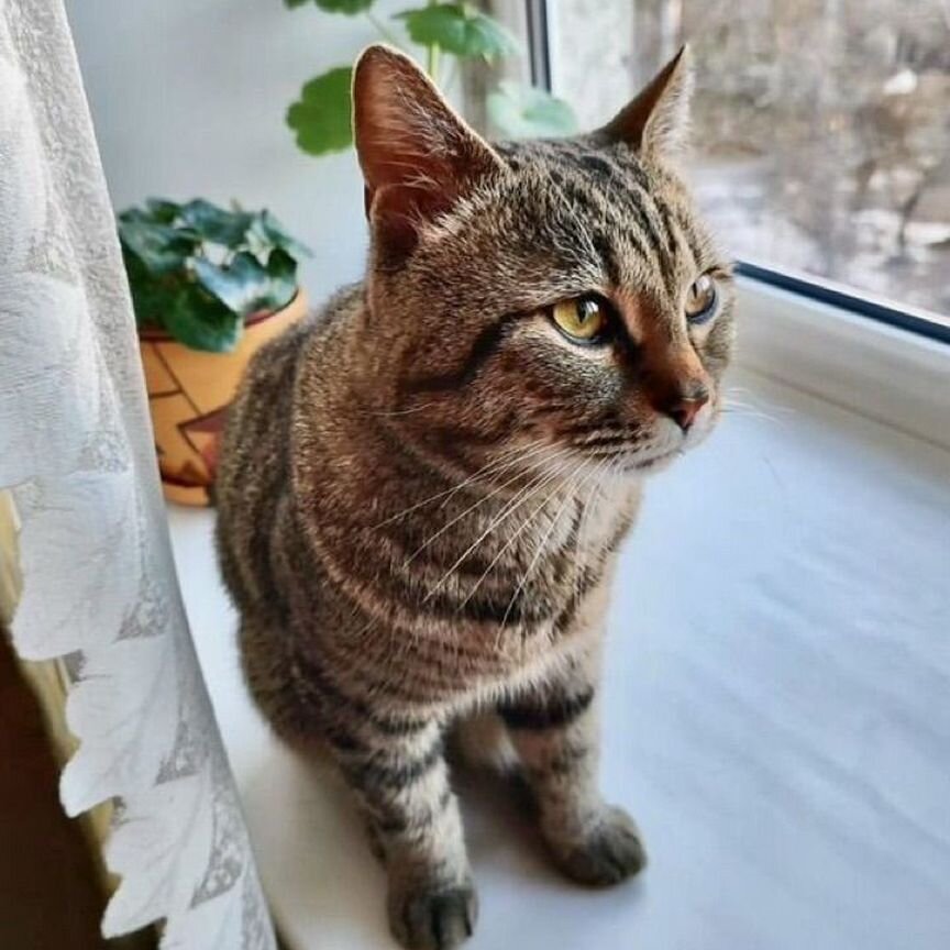 Молодой ласковый котик в добрые руки
