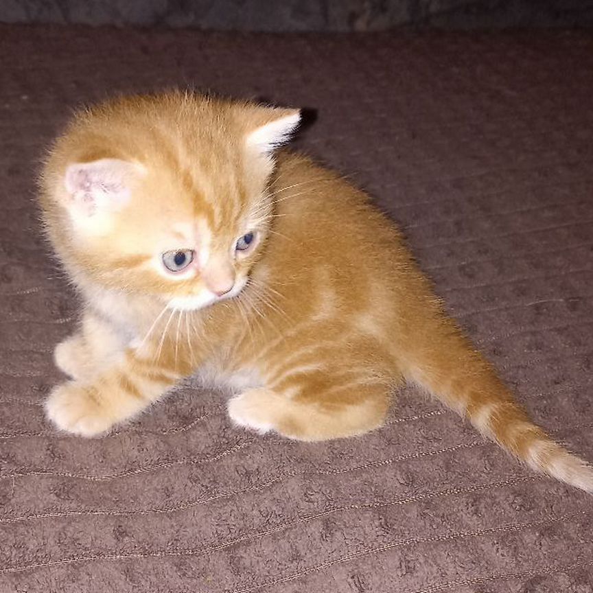 Шотландский прямоухий короткошёрстный котёнок