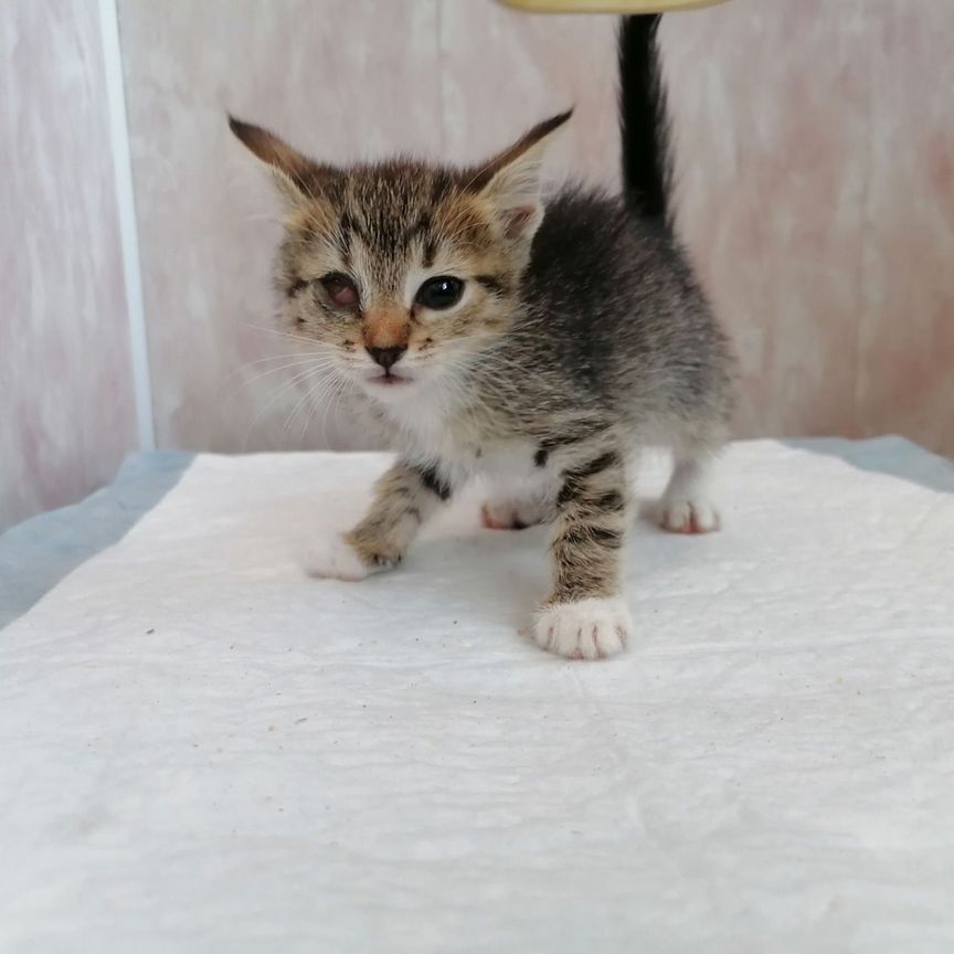 Милашка в добрые руки