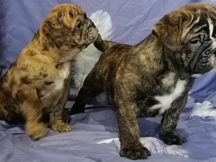 Настоящие бруталы,мальчики, красавчики