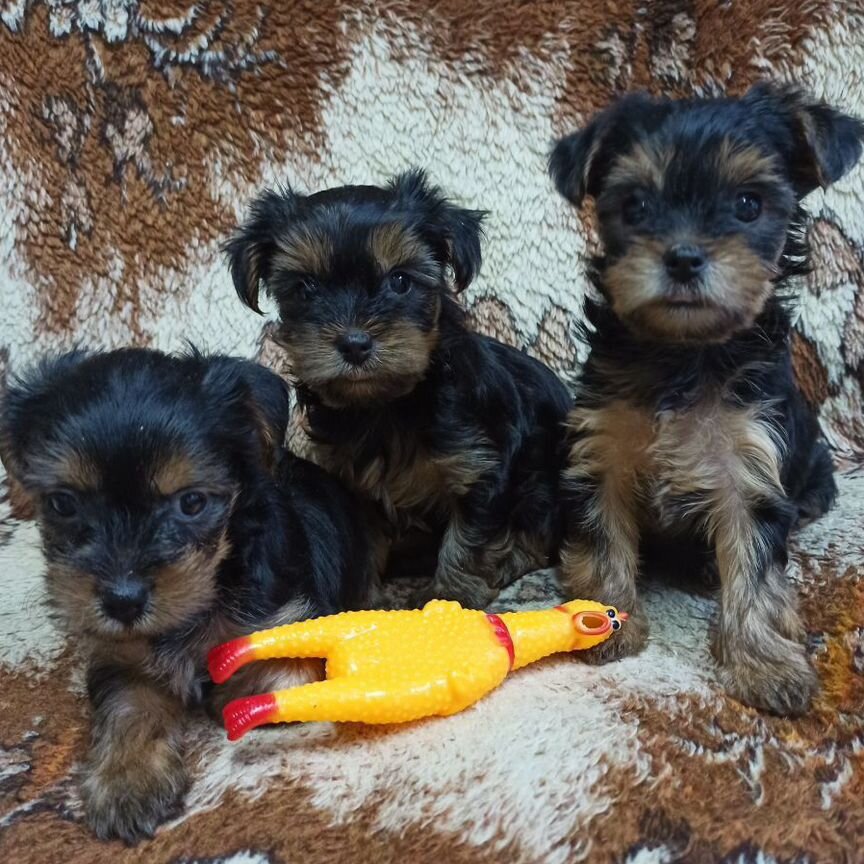 Йоркширский терьер, щенок