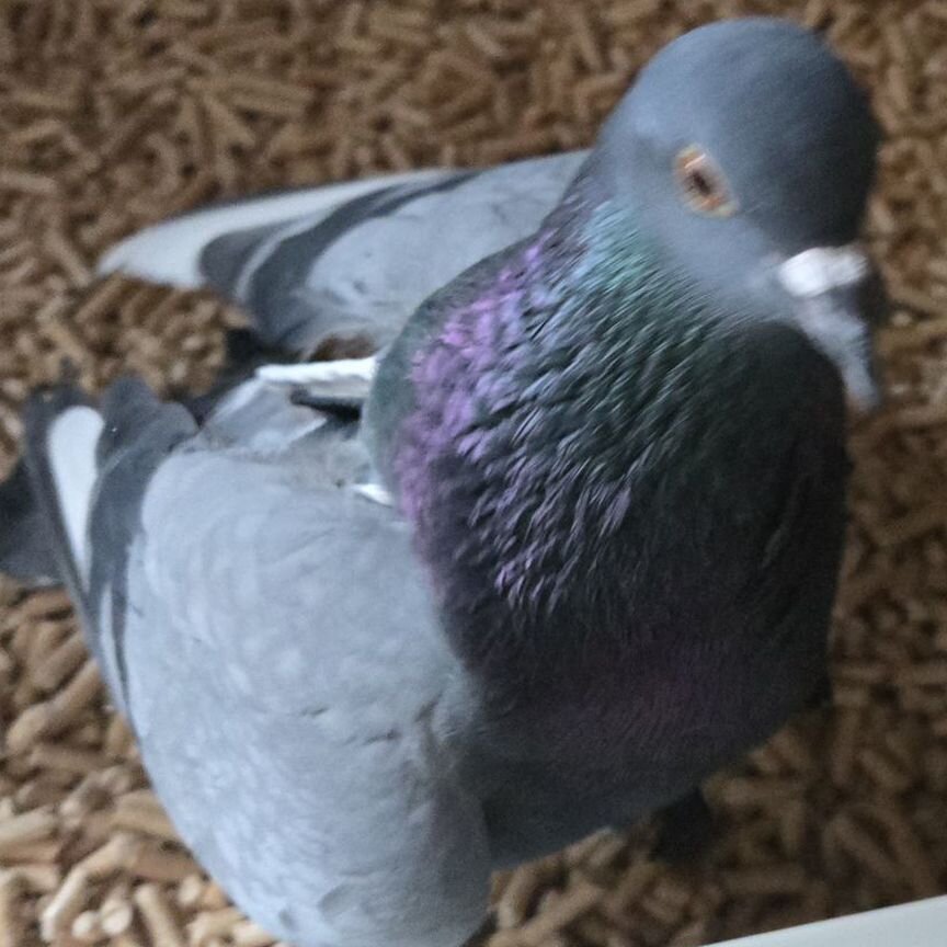 Голубь домашний (сизарь)