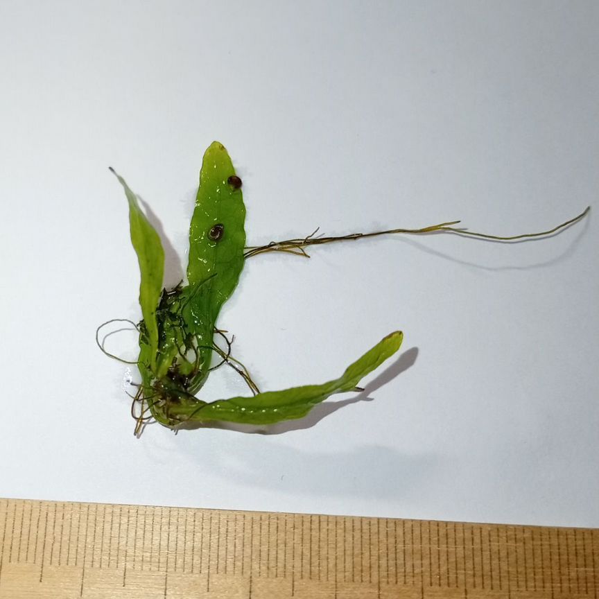 Миниатюрные плоские улитки-катушки