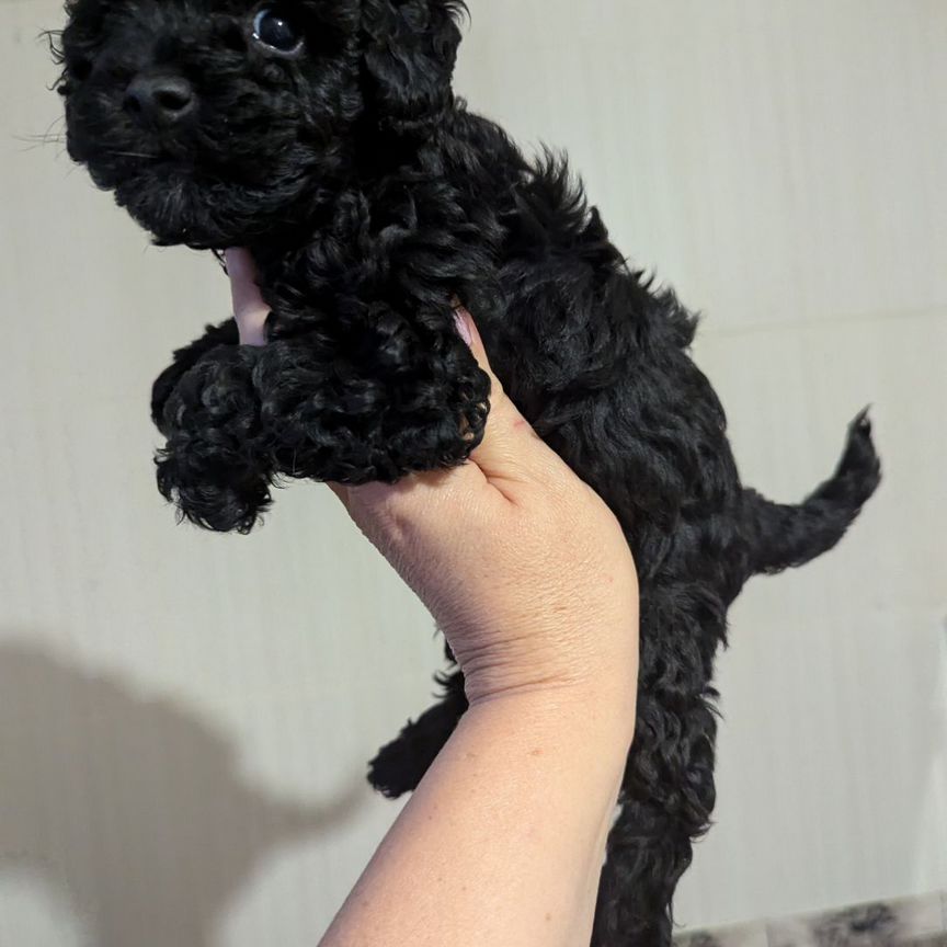 Той-пудель девочка