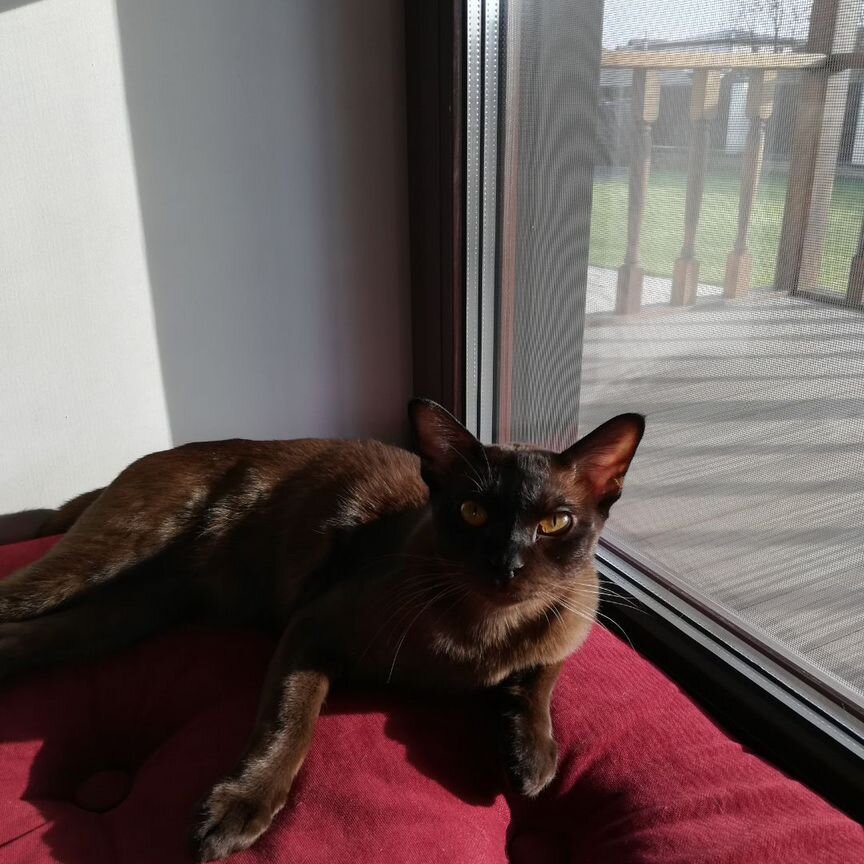 Котик ищет дом