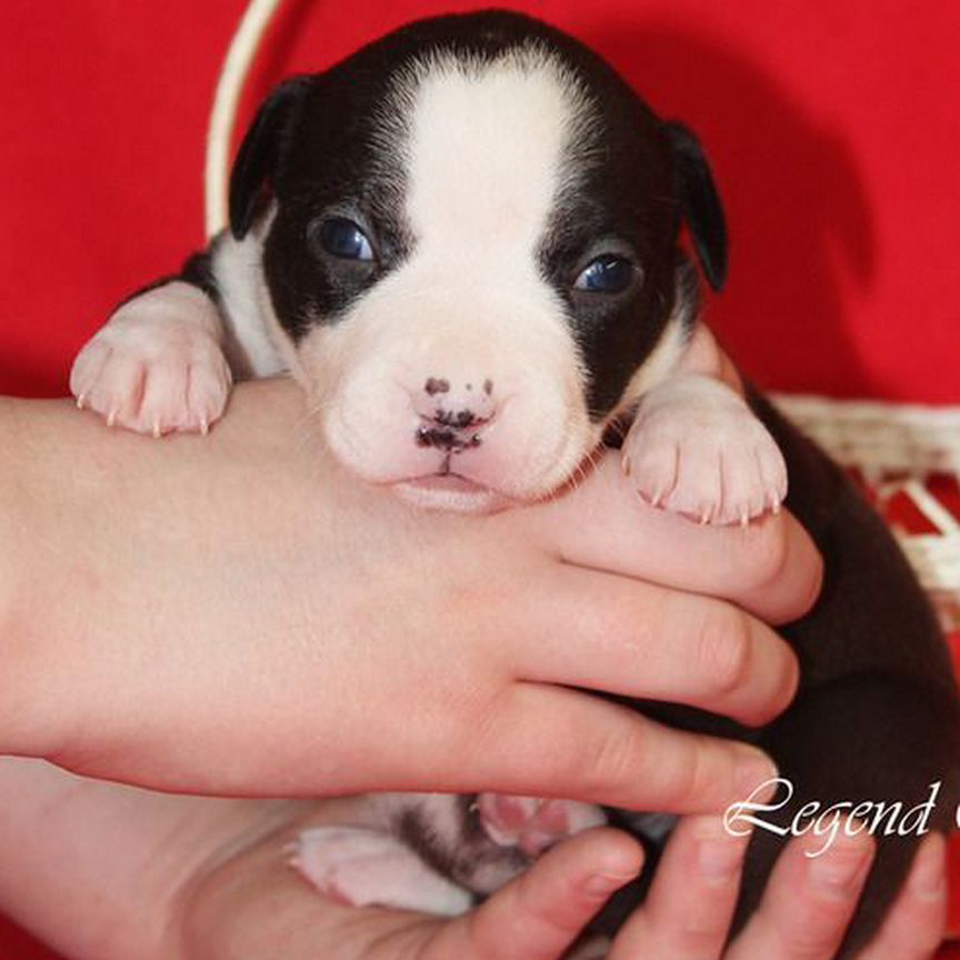 Американский стаффордширский терьер, щенок