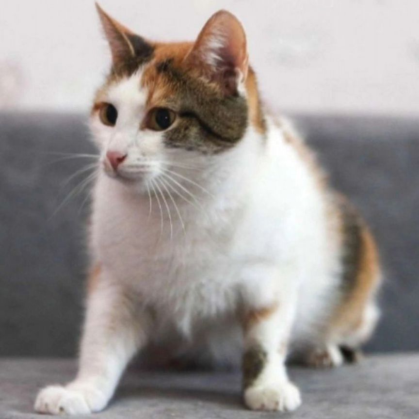 Кошки