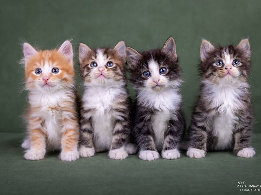 Котята