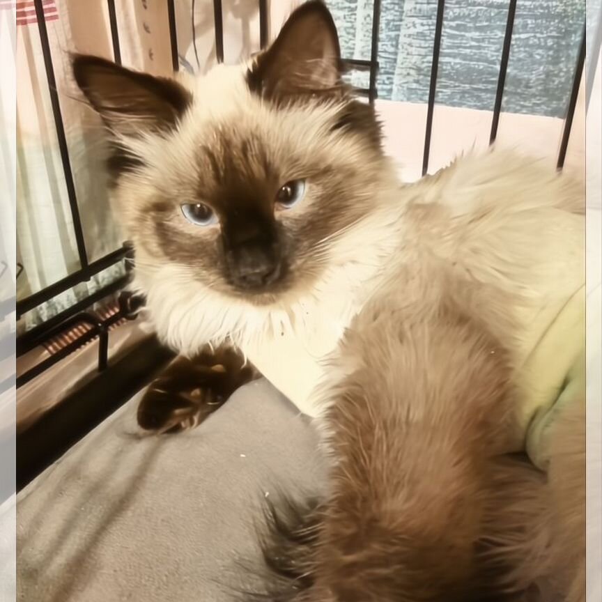 Невский маскарадный котёнок