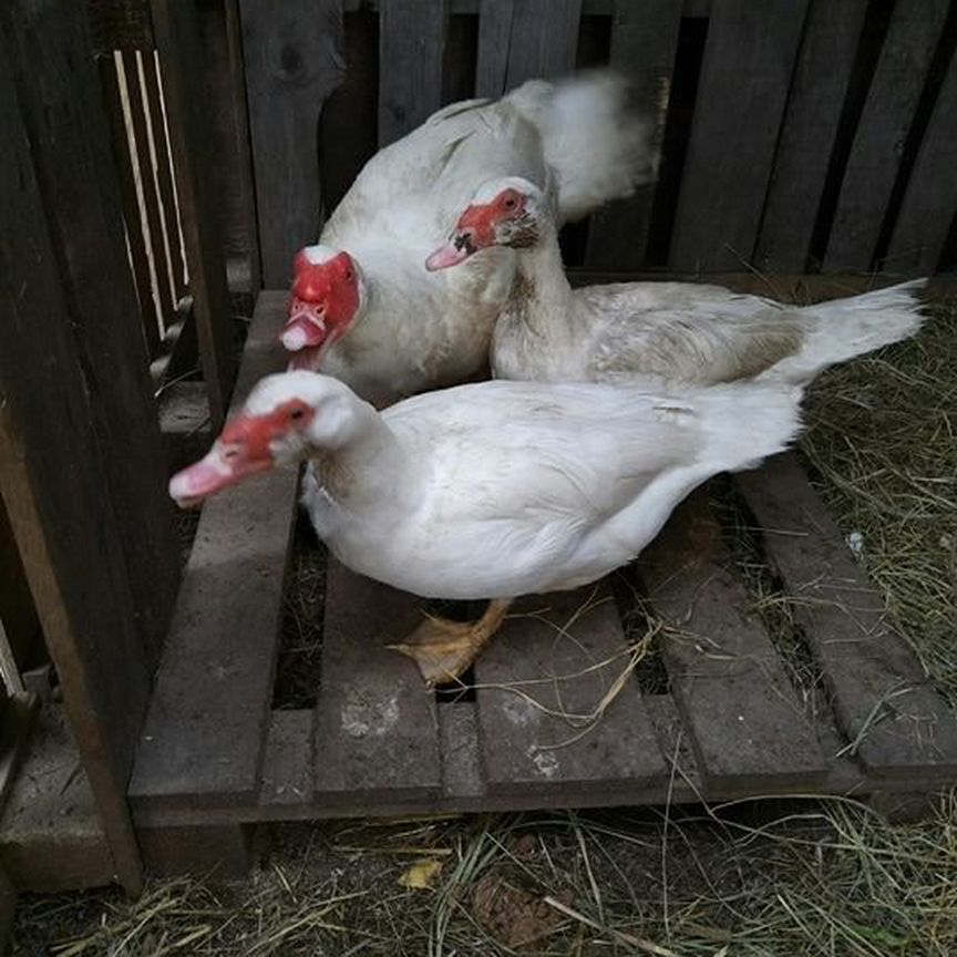 Индоутки,индутята