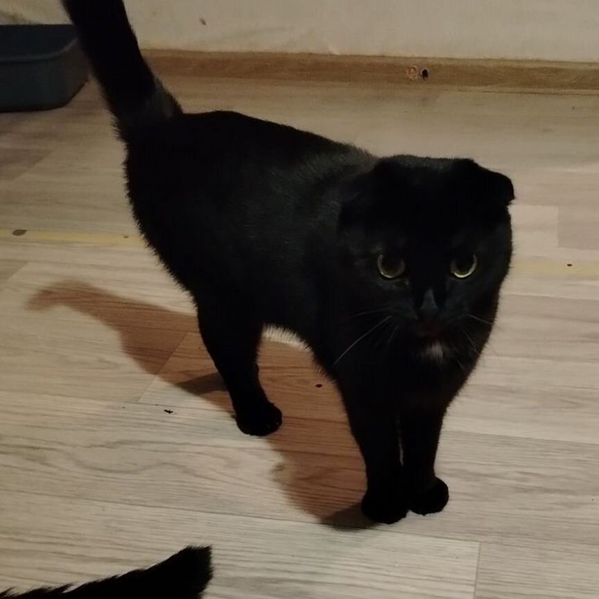 Шотландский вислоухий длинношёрстный, взрослый кот