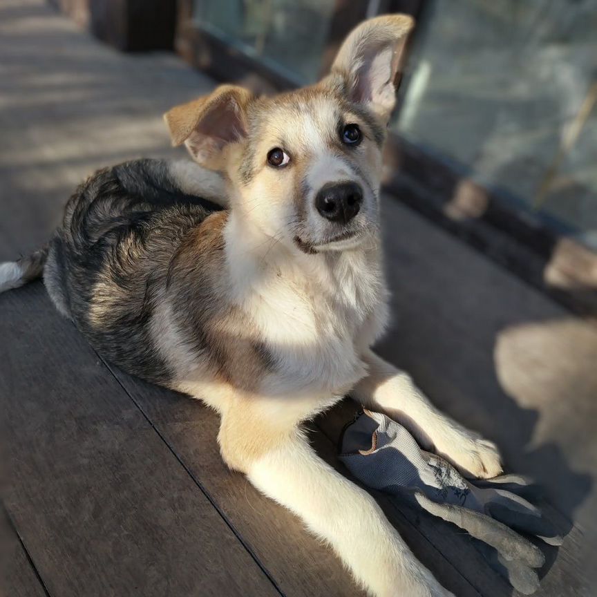 Ее ждет приют