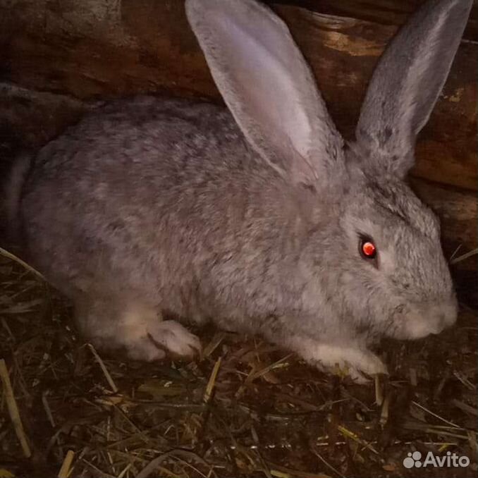 Каолинит и крольчихи