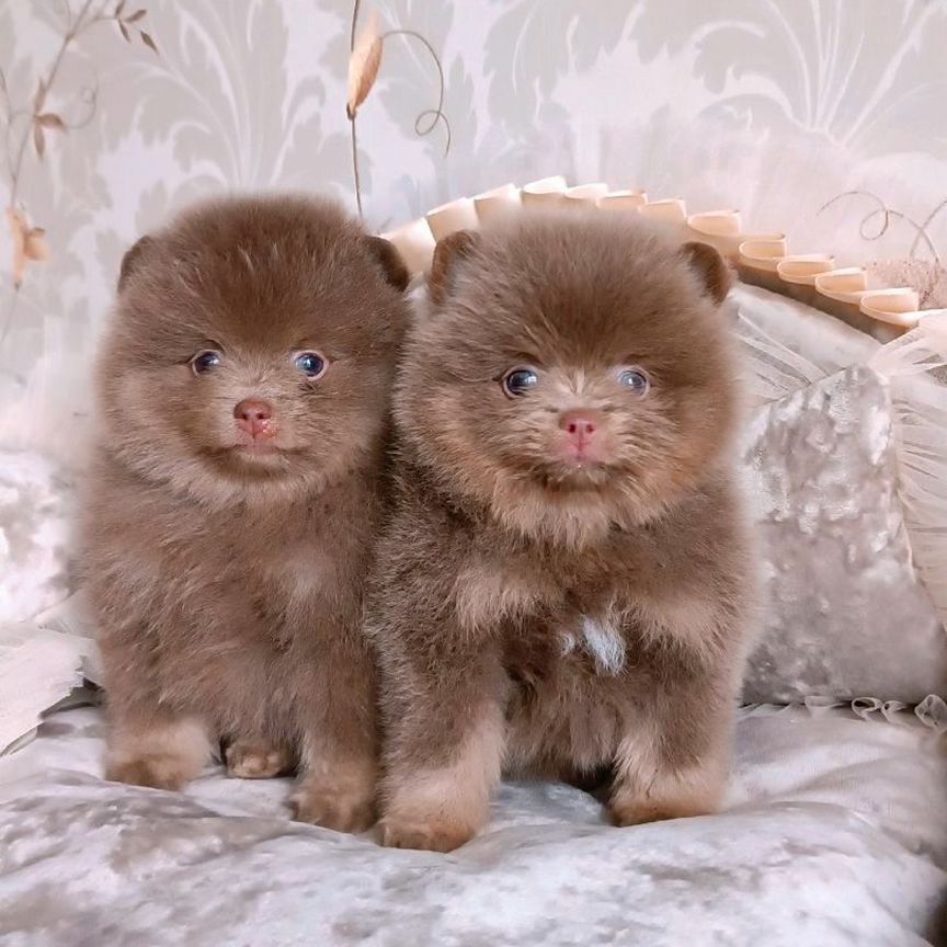 Очаровательные щенки шпица