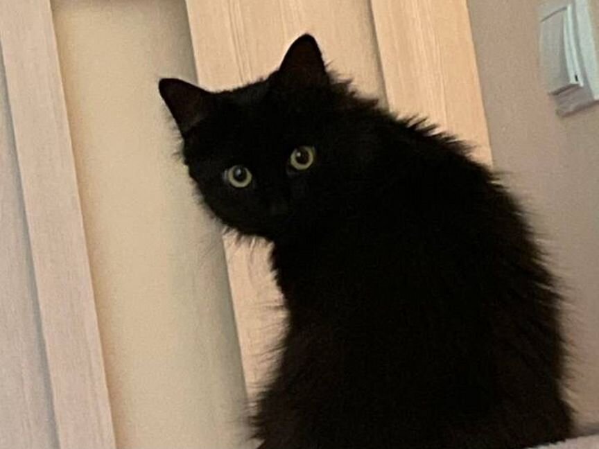 Кот черный 2 года