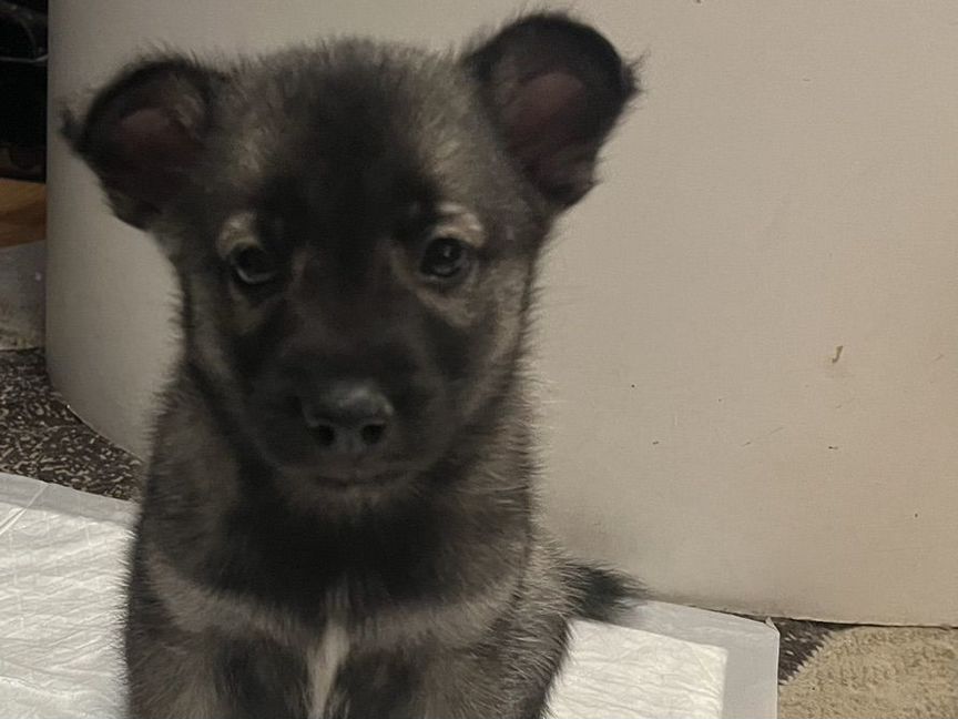 Щенок метис в добрые руки