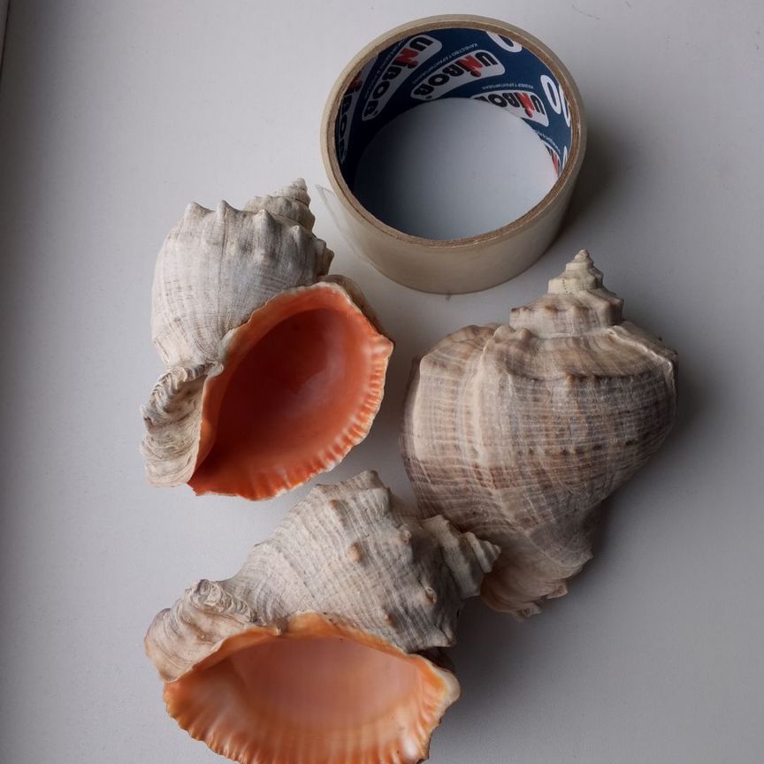 Морские ракушки (рапаны)