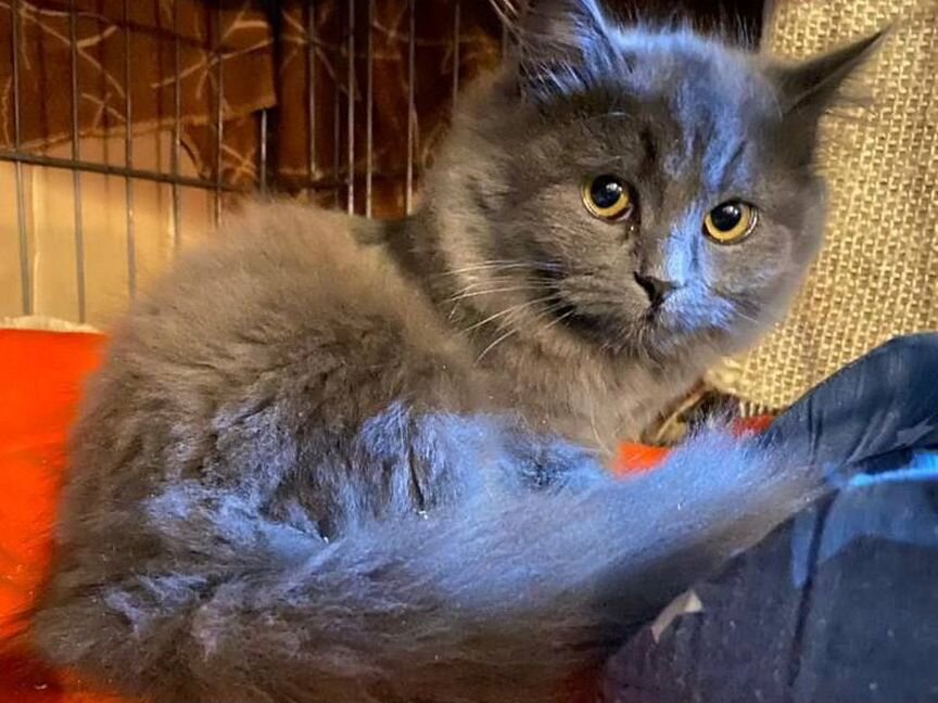 Чудесные котята в добрые руки