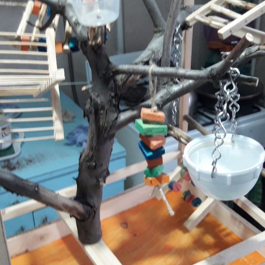 Игровая площадка для попугаев