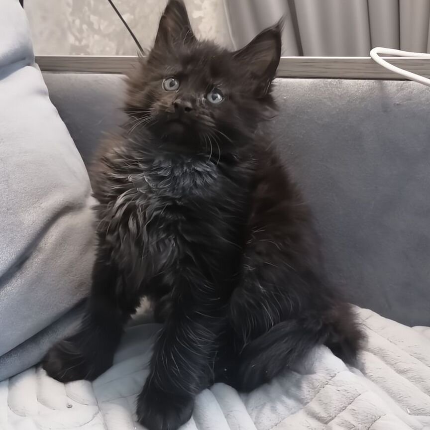 Мейн-кун котёнок